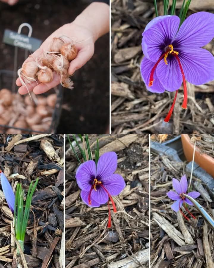 Saffron – Histopedia