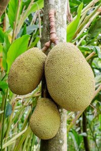 The Jackfruit: A Tropical Superfood with a Rich History – Histopedia