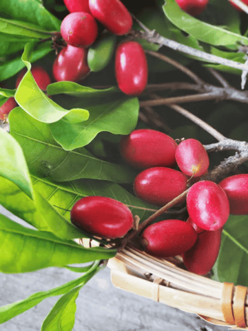 China’s Miracle Fruit: How a Small Berry Refined Health, Trade and ...